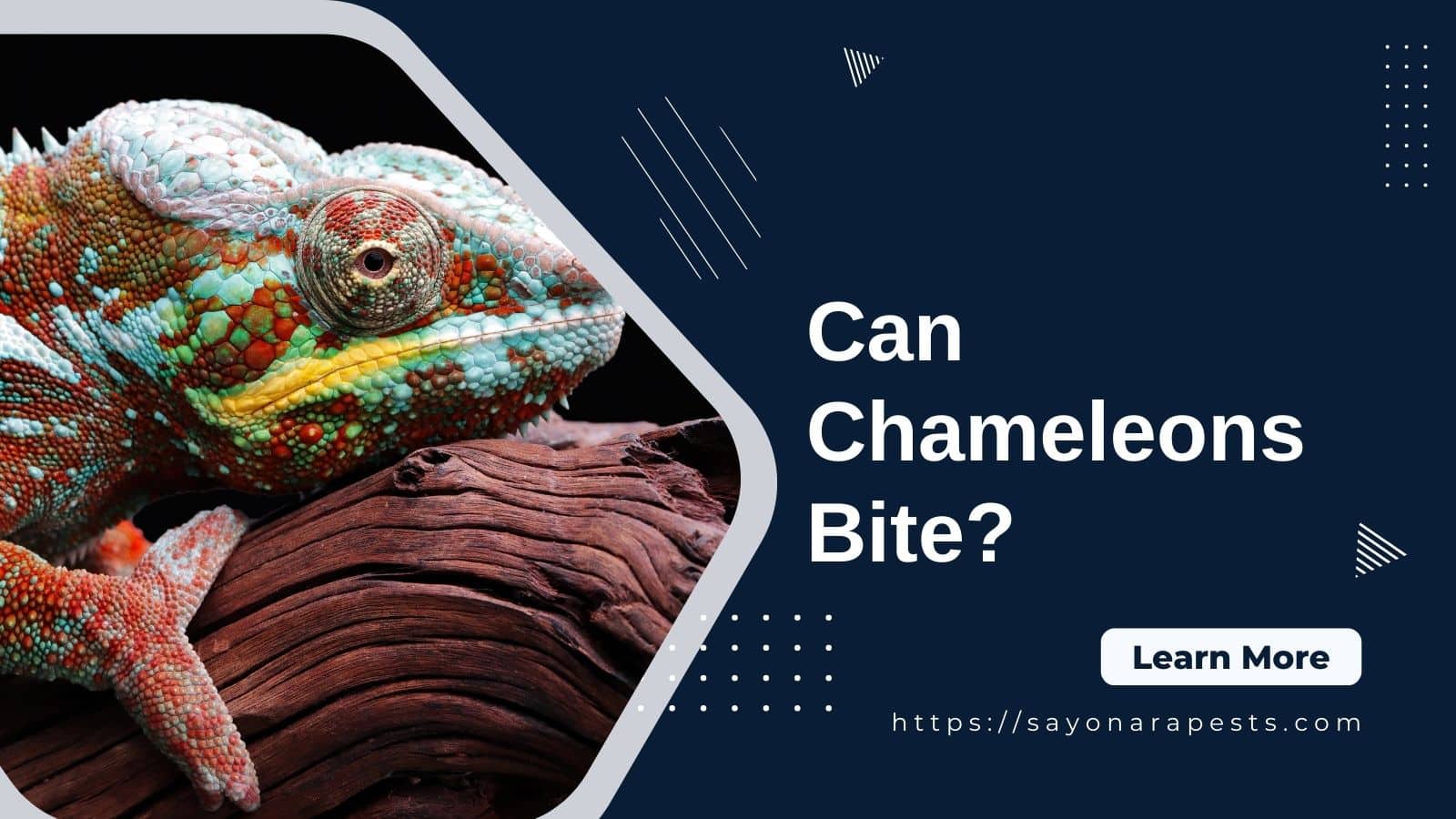 Can Chameleons Bite? | Sayonara Pests