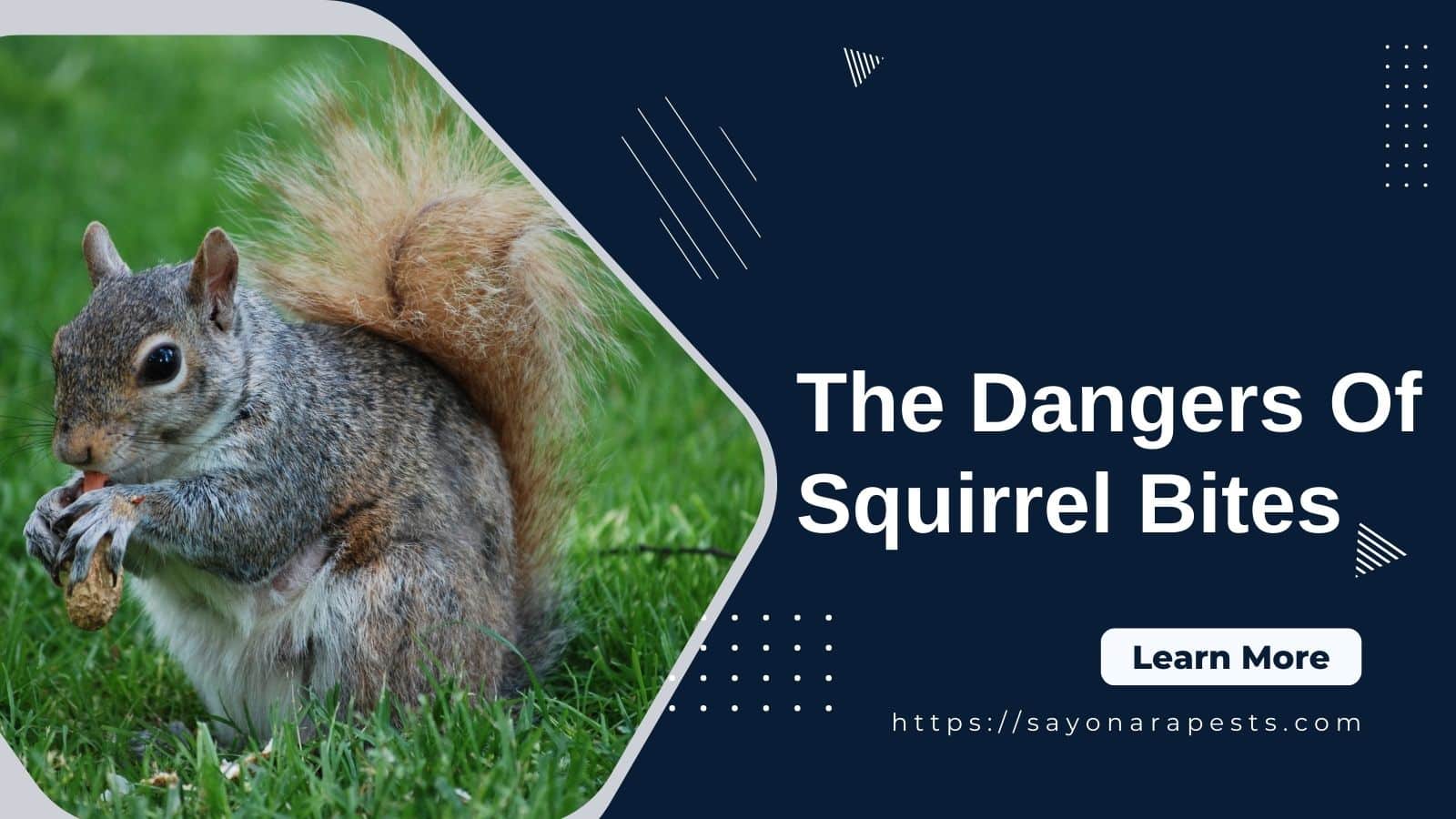 The Dangers Of Squirrel Bites: Diseases, Rabies, Prevention And Cure ...