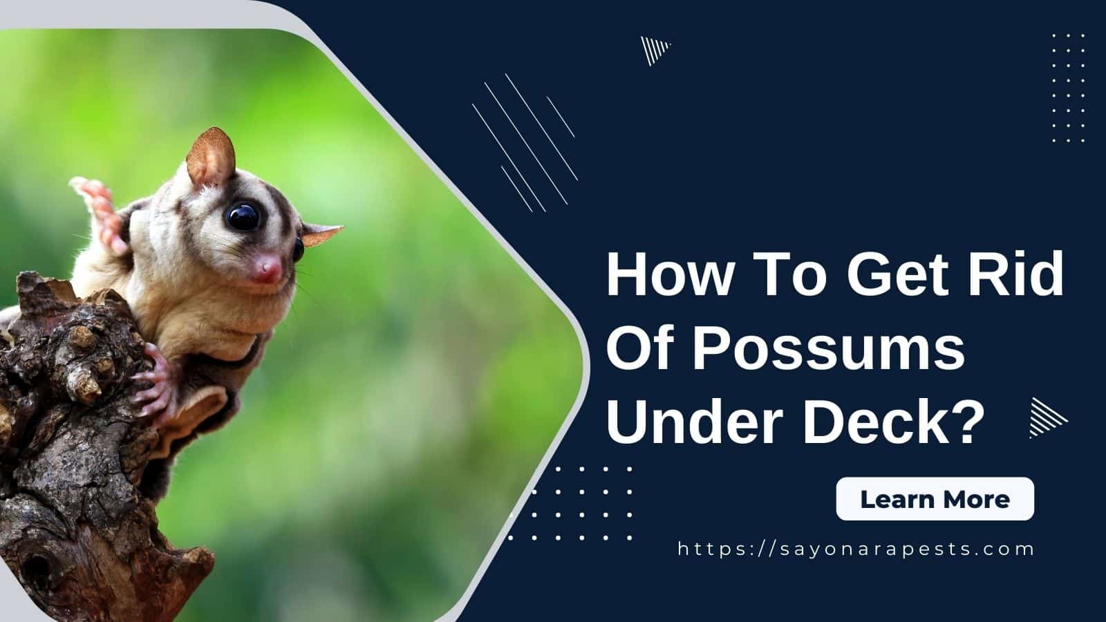 How To Get Rid Of Possums Under Deck? | Sayonara Pests