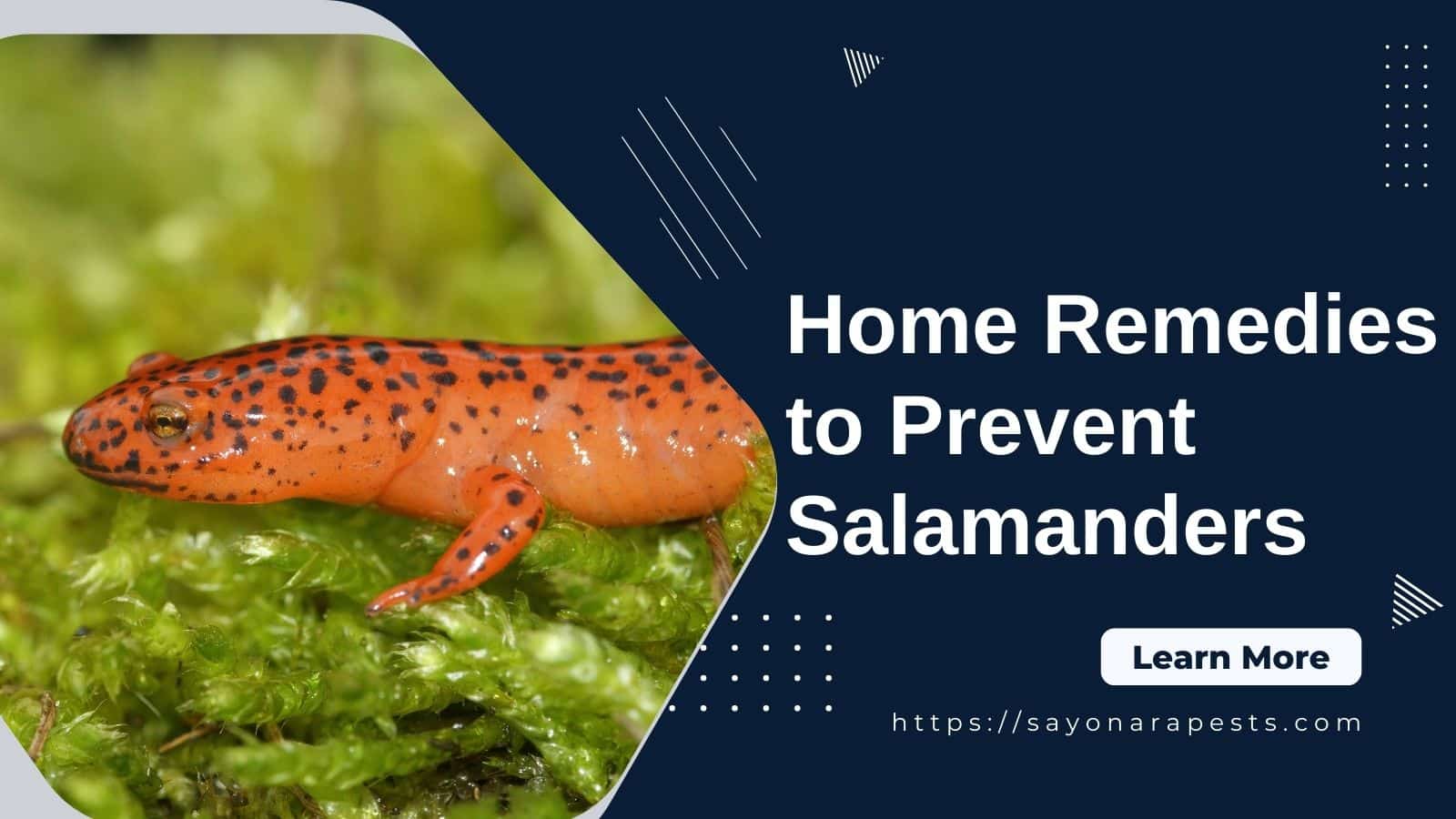 Home Remedies to Prevent Salamanders | Sayonara Pests