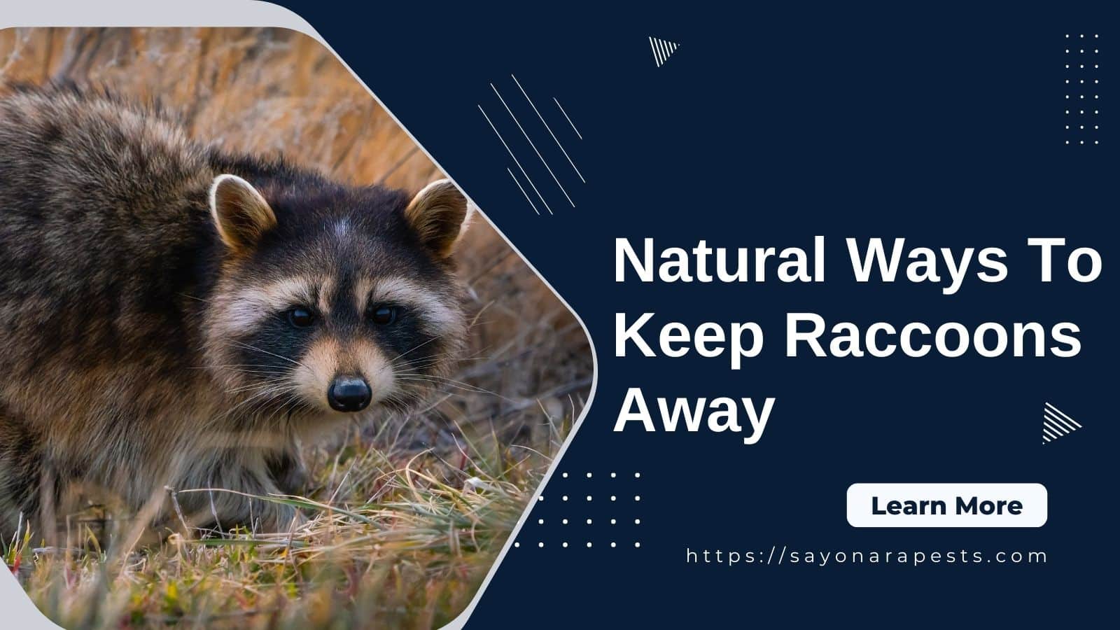 10 Natural Ways To Keep Raccoons Away | Sayonara Pests