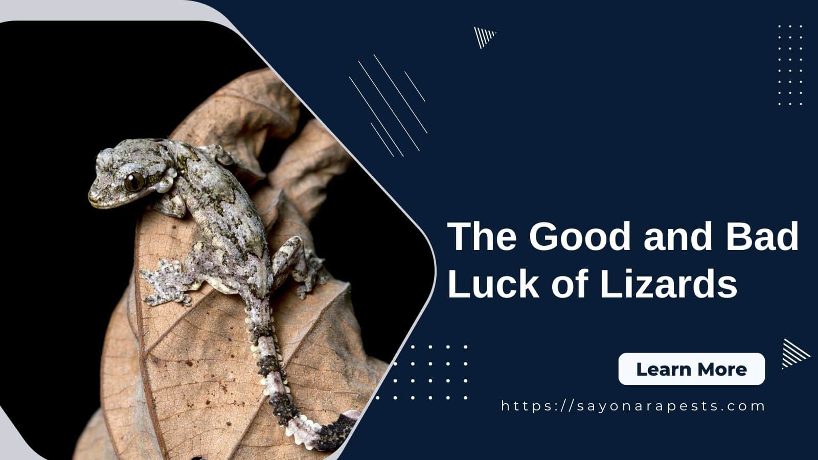 The Good and Bad Luck of Lizards | Sayonara Pests