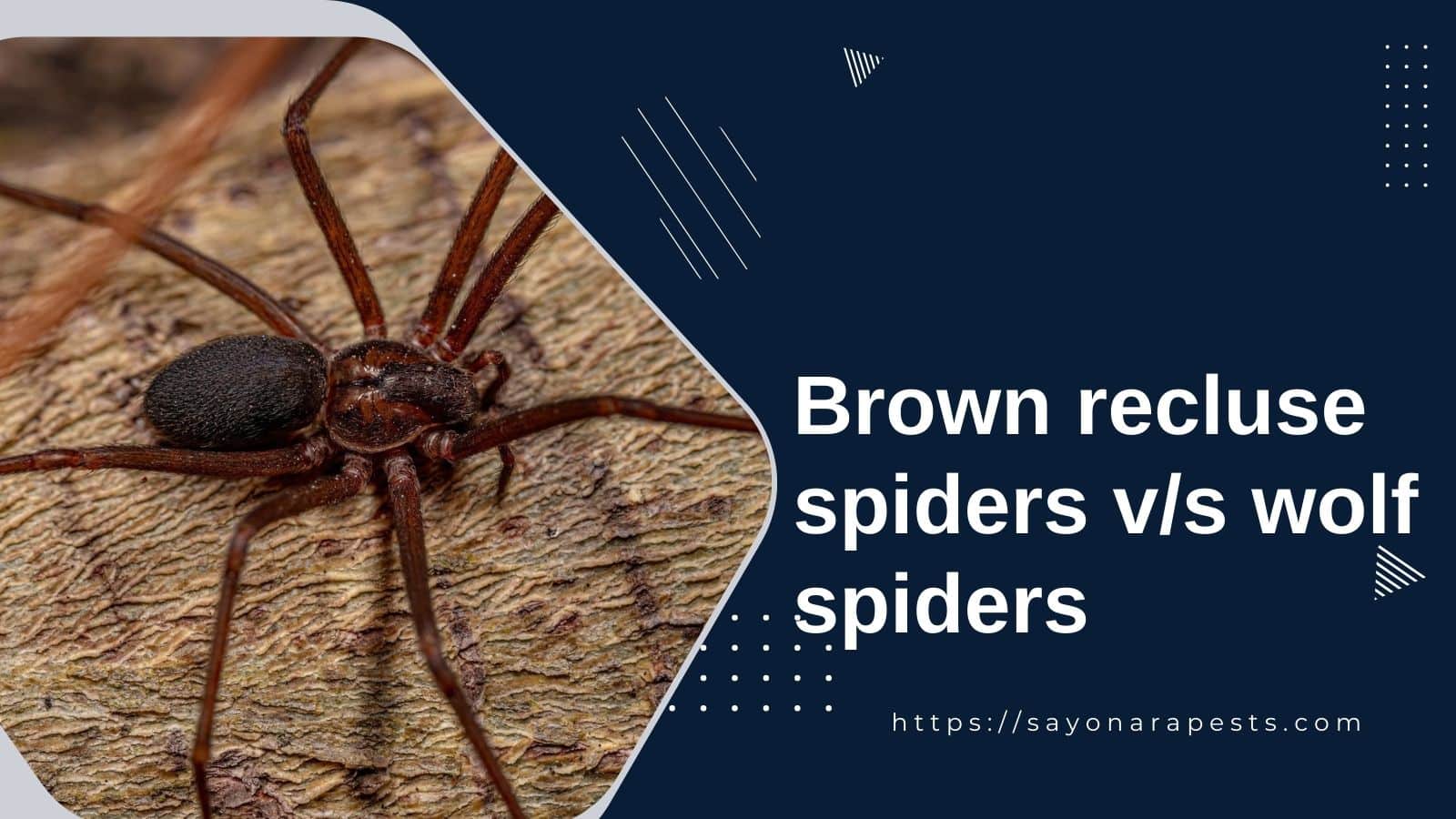 Brown recluse spiders v/s wolf spiders | Sayonara Pests