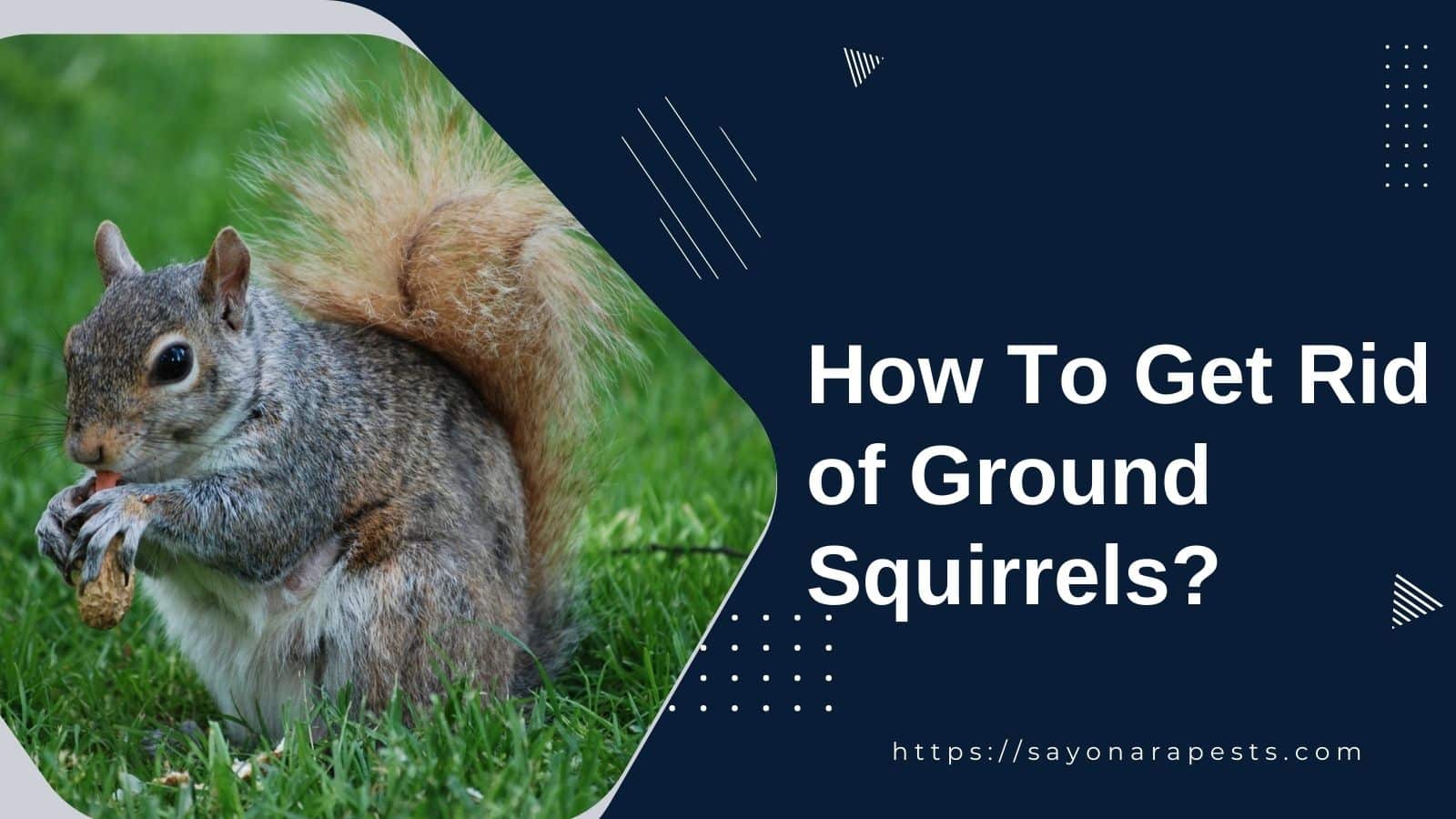 How To Get Rid of Ground Squirrels? | Sayonara Pests