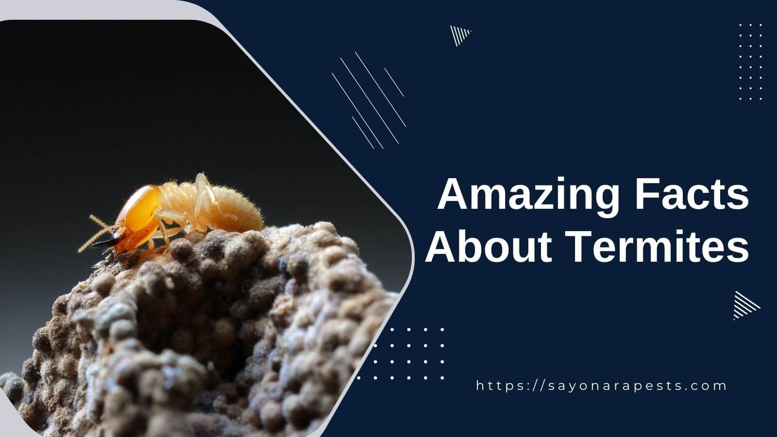 Top Amazing Facts About Termites That You Don’t Know Yet | Sayonara Pests
