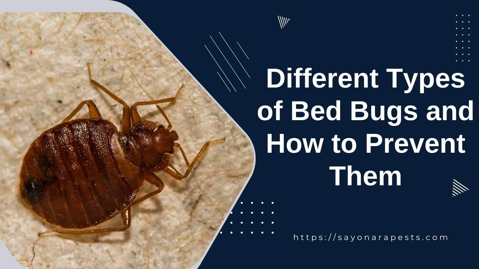 The Different Types of Bed Bugs and How to Prevent Them | Sayonara Pests