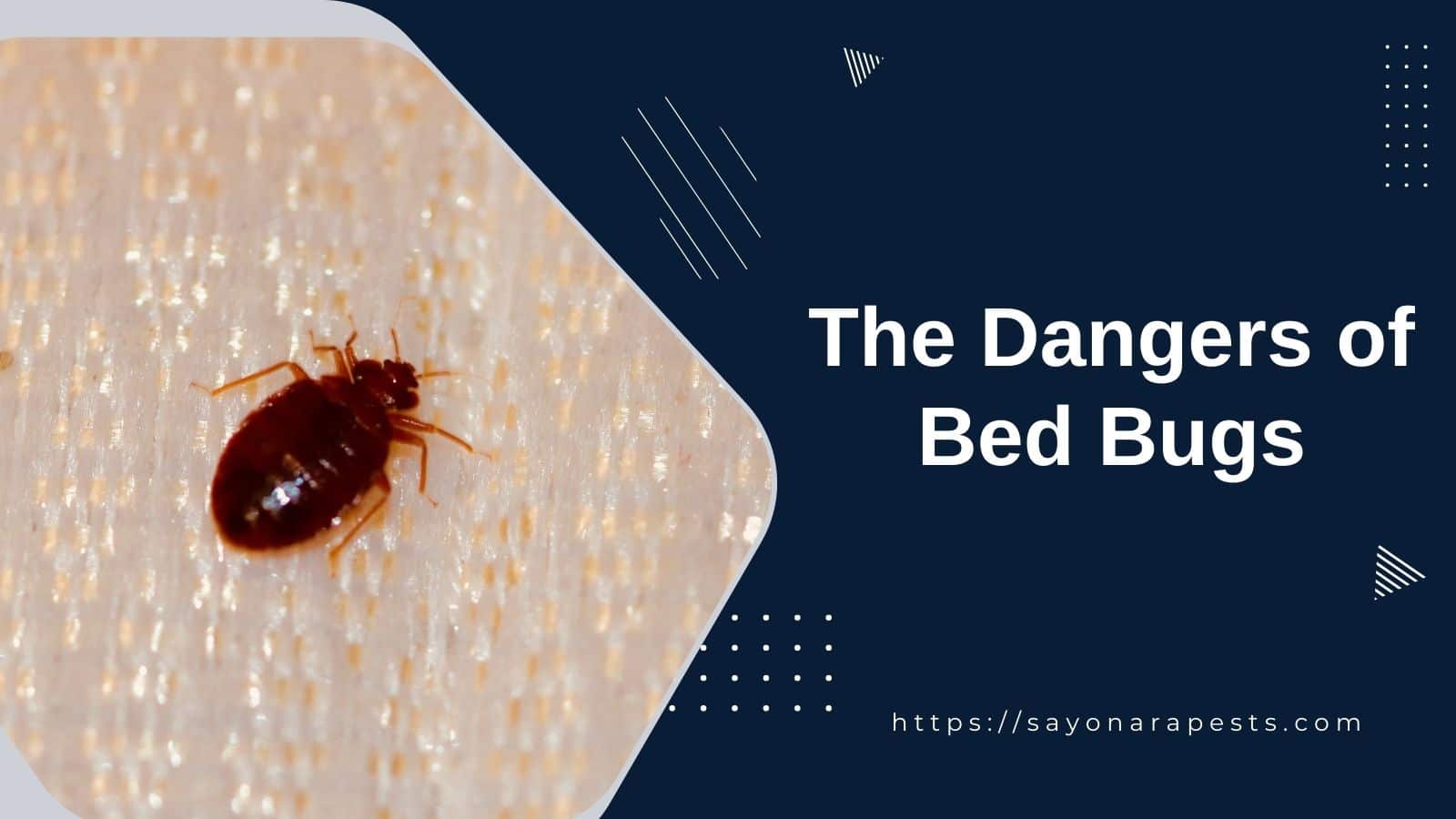 The Dangers of Bed Bugs | Sayonara Pests
