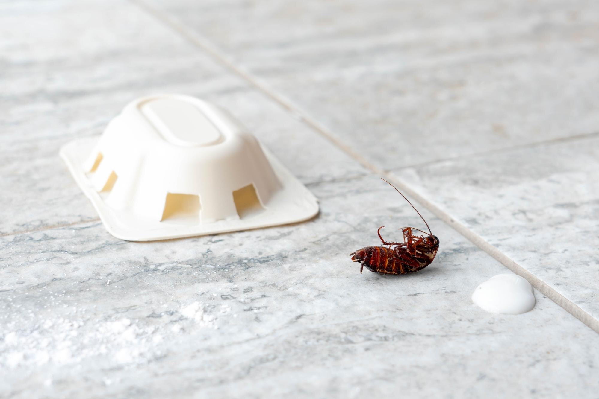 Spot the Signs: A Step-by-Step Guide to Early Pest Infestation ...