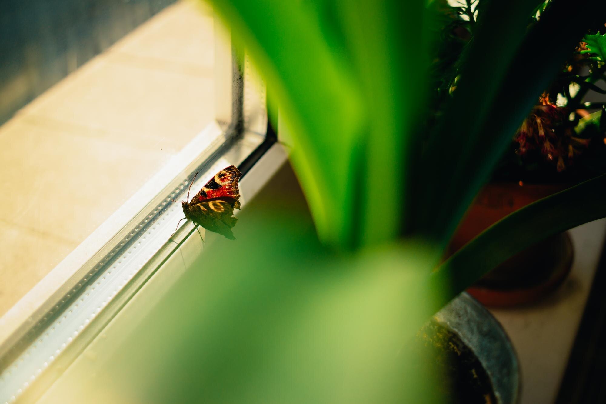 Master the Art of Natural Pest Control: A Step-by-Step Guide | Sayonara ...