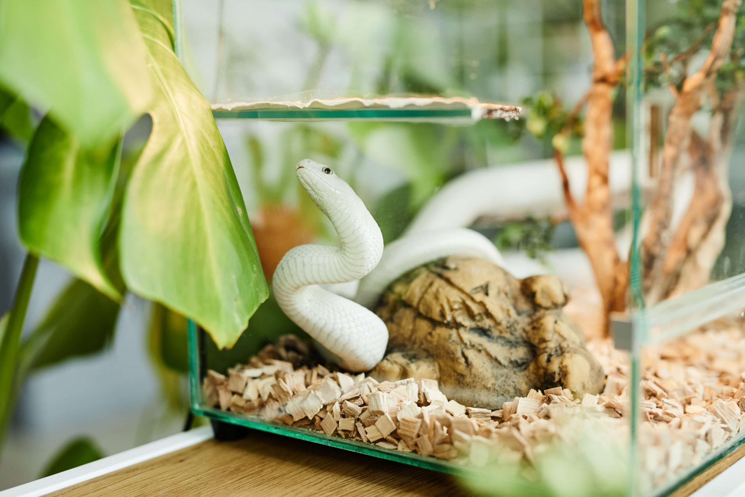 Eco-Friendly Tips for Maintaining Pest-Free Reptile Habitats | Sayonara ...