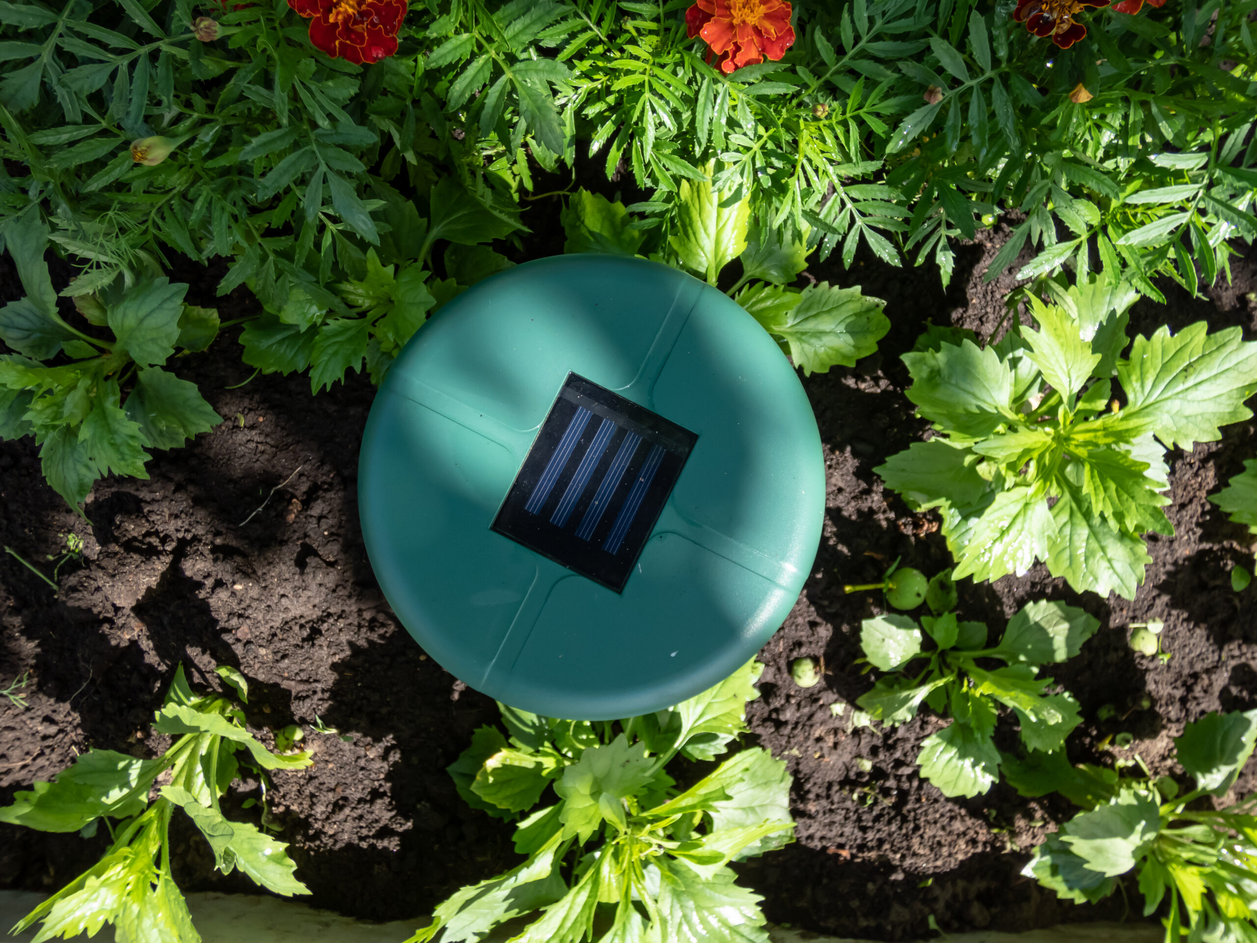 Building a Natural Pest Barrier Around Your Home: A Step-by-Step Guide ...