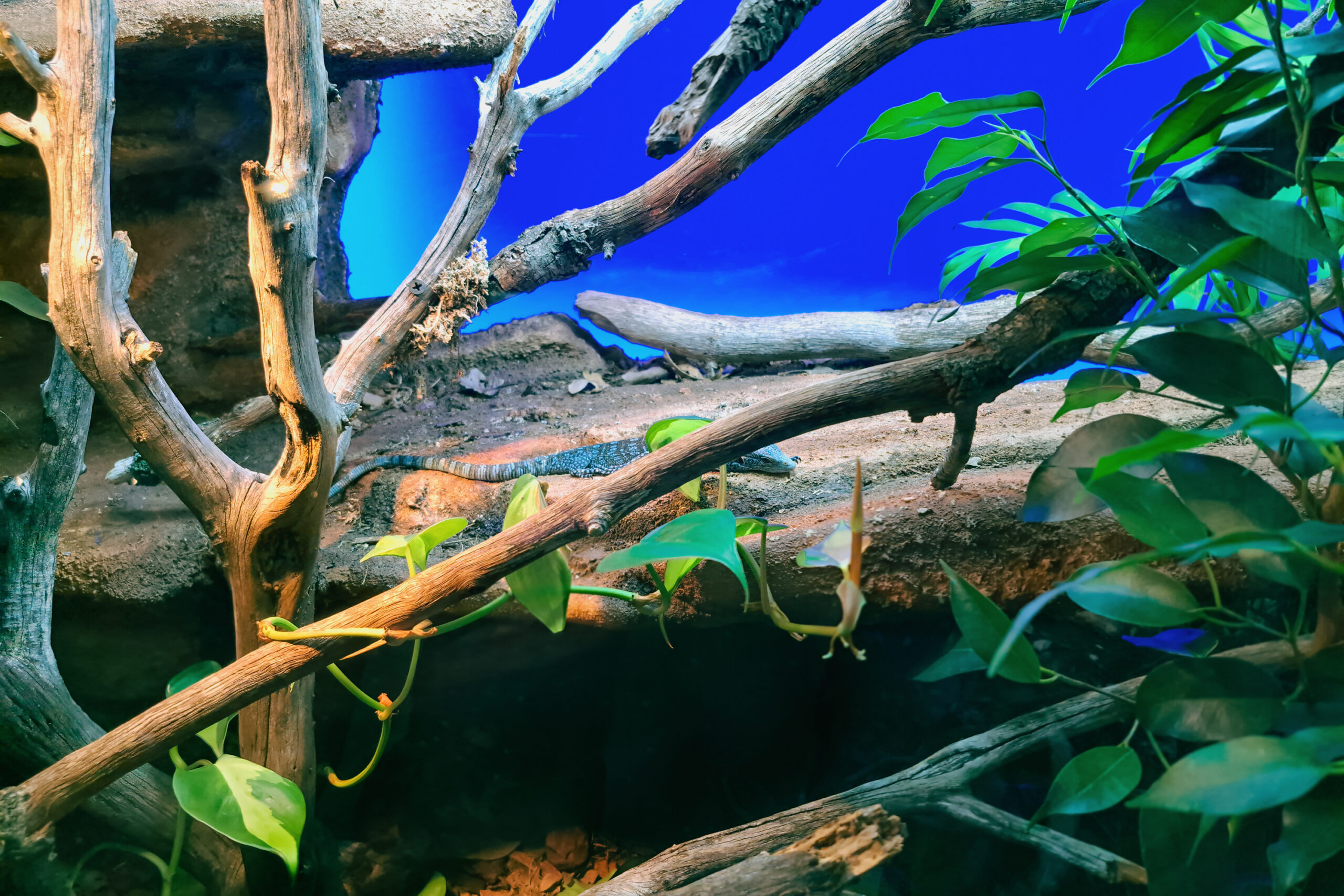 Creating a Safe Haven for Your Reptiles: Non-Toxic Pest Control ...