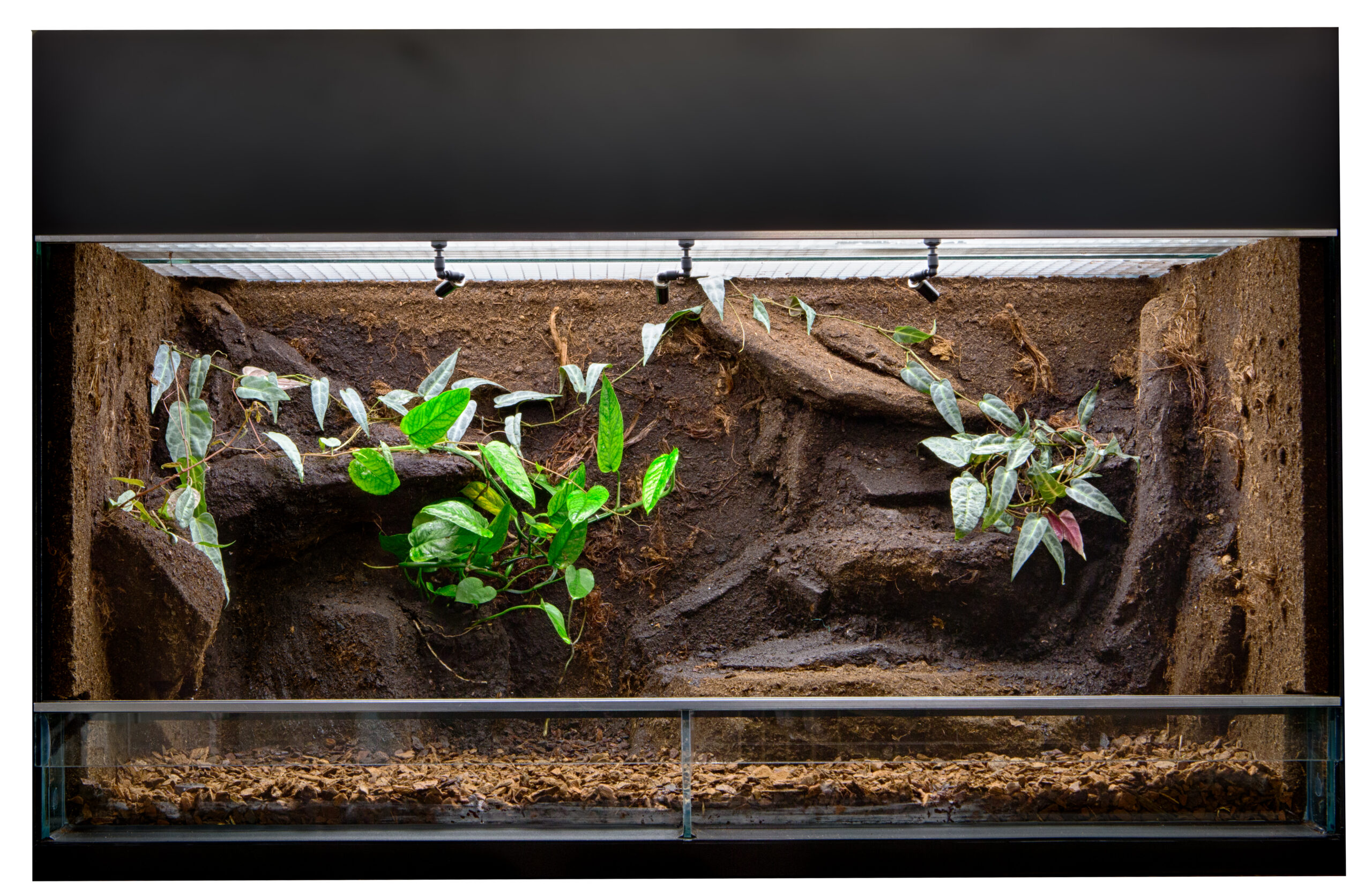 Natural Pest Control: Safeguarding Your Reptile’s Habitat | Sayonara Pests