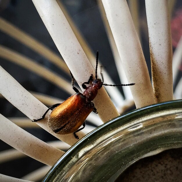 Step-by-Step Guide: DIY Natural Pest Traps with Household Items ...